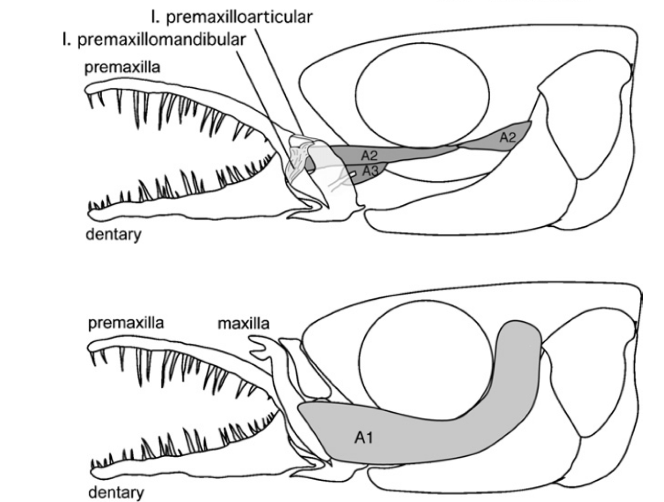 Virginia Tech Ichthyology Class : Pike Killifish: A Small, Specialized ...