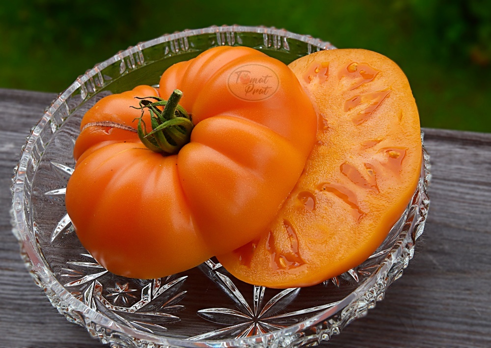 Helenes Tomater: Summer Cider Apricot