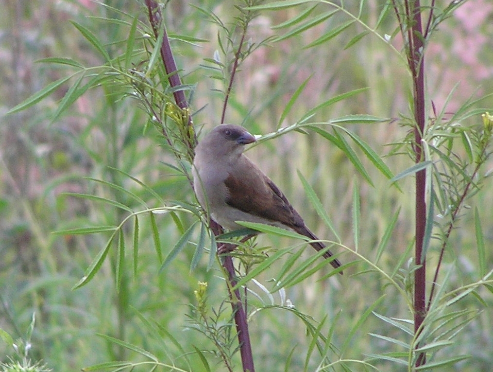 Rwanda on the Wing: The Kinyarwanda-English Bird Dictionary