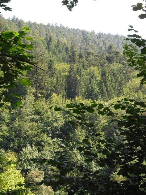 Der Schwarzwald und seine Natur: Das Monbachtal bei Bad Liebenzell