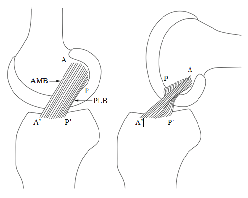 MRI Dây Chằng Chéo Trước (ACL)