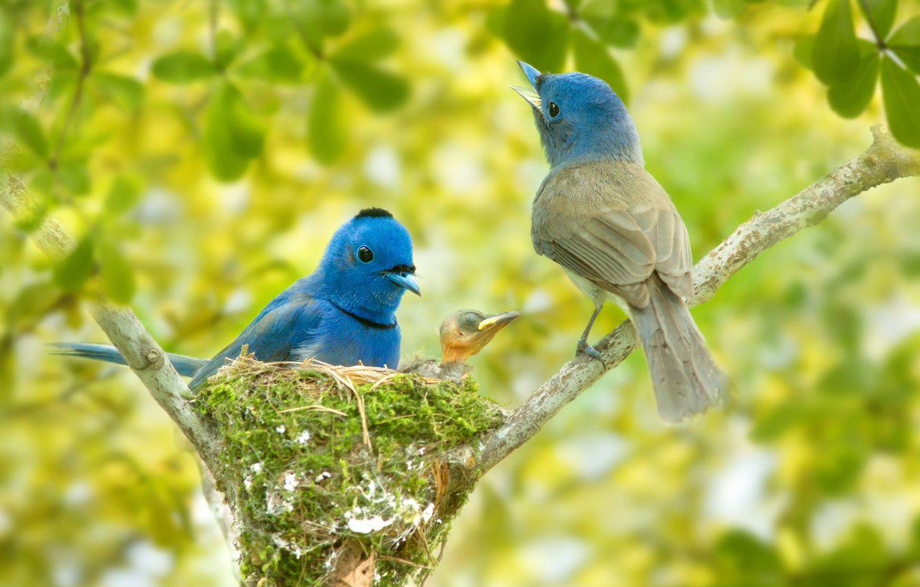 Burung Kehicap Ranting (Black-Naped Monarch) - EDUBIO