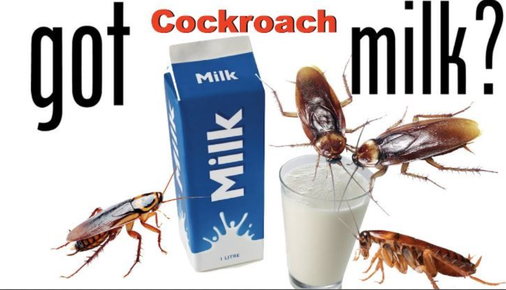 Cockroach Milk