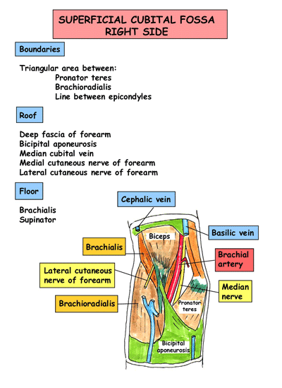 Cubital Fossa & Its Boundaries | Medical Study Stuff