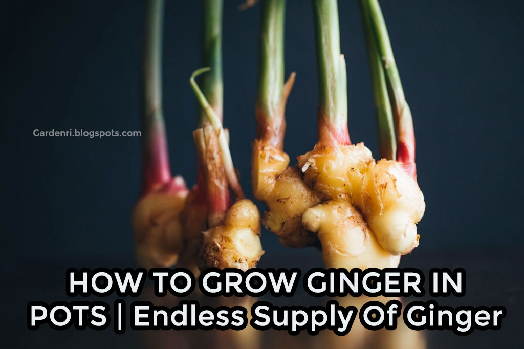 HOW TO GROW GINGER IN POTS | Endless Supply Of Ginger