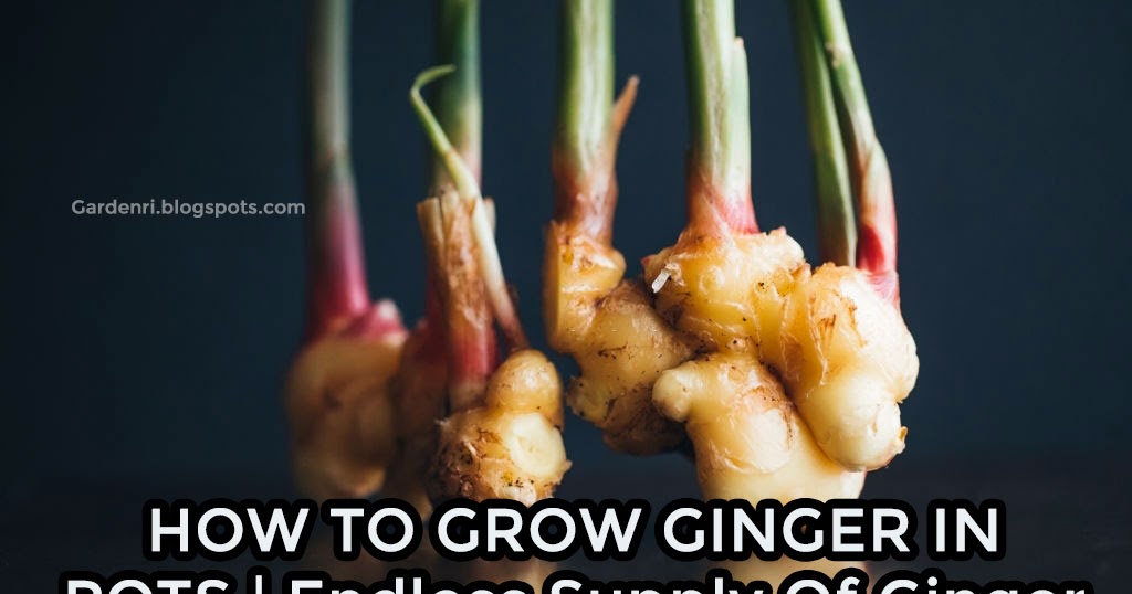 HOW TO GROW GINGER IN POTS | Endless Supply Of Ginger