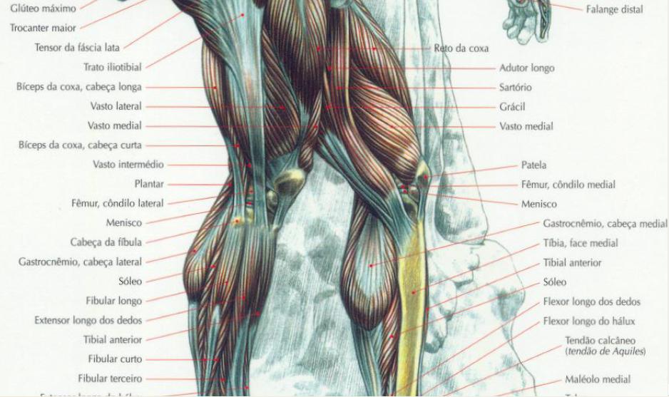 Cinara Polido: ABDUTORES E ADUTORES DE COXAS - ABDUCTORES AND ...