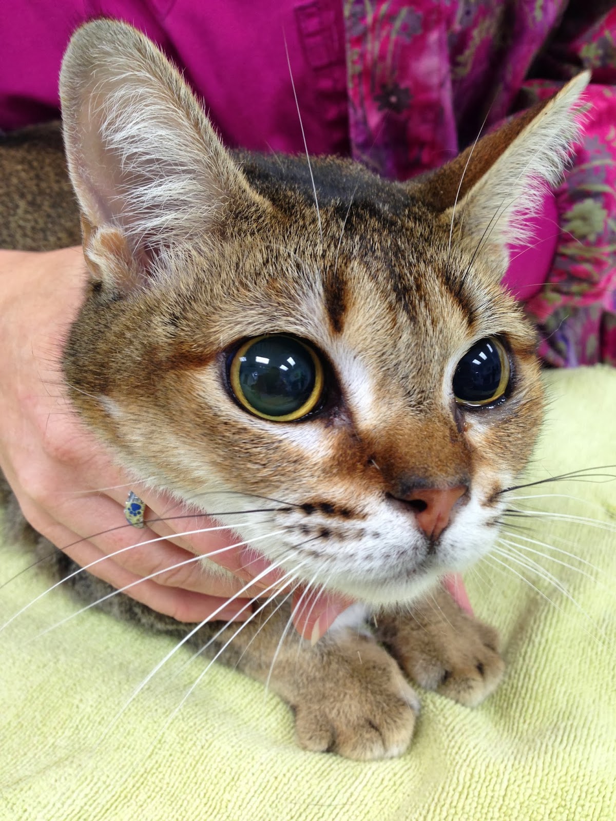 Exclusively Cats Veterinary Hospital Blog: Case study: Sally ...