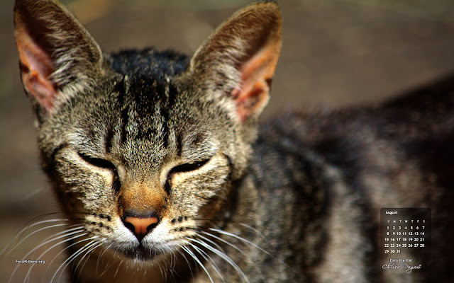 August Cat of the Month Calendar Wallpaper: Ears the Cat