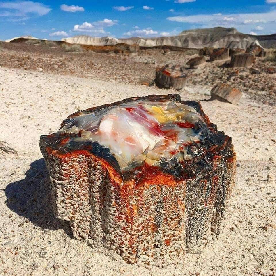 Daily Timewaster Petrified Opal Tree Trunk Located In Arizona About daily-timewaster-petrified-opal-tree-trunk-located-in-arizona-about