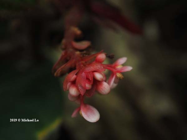 The rainforests of Borneo & Southeast Asia: Visiting Baram river basin ...