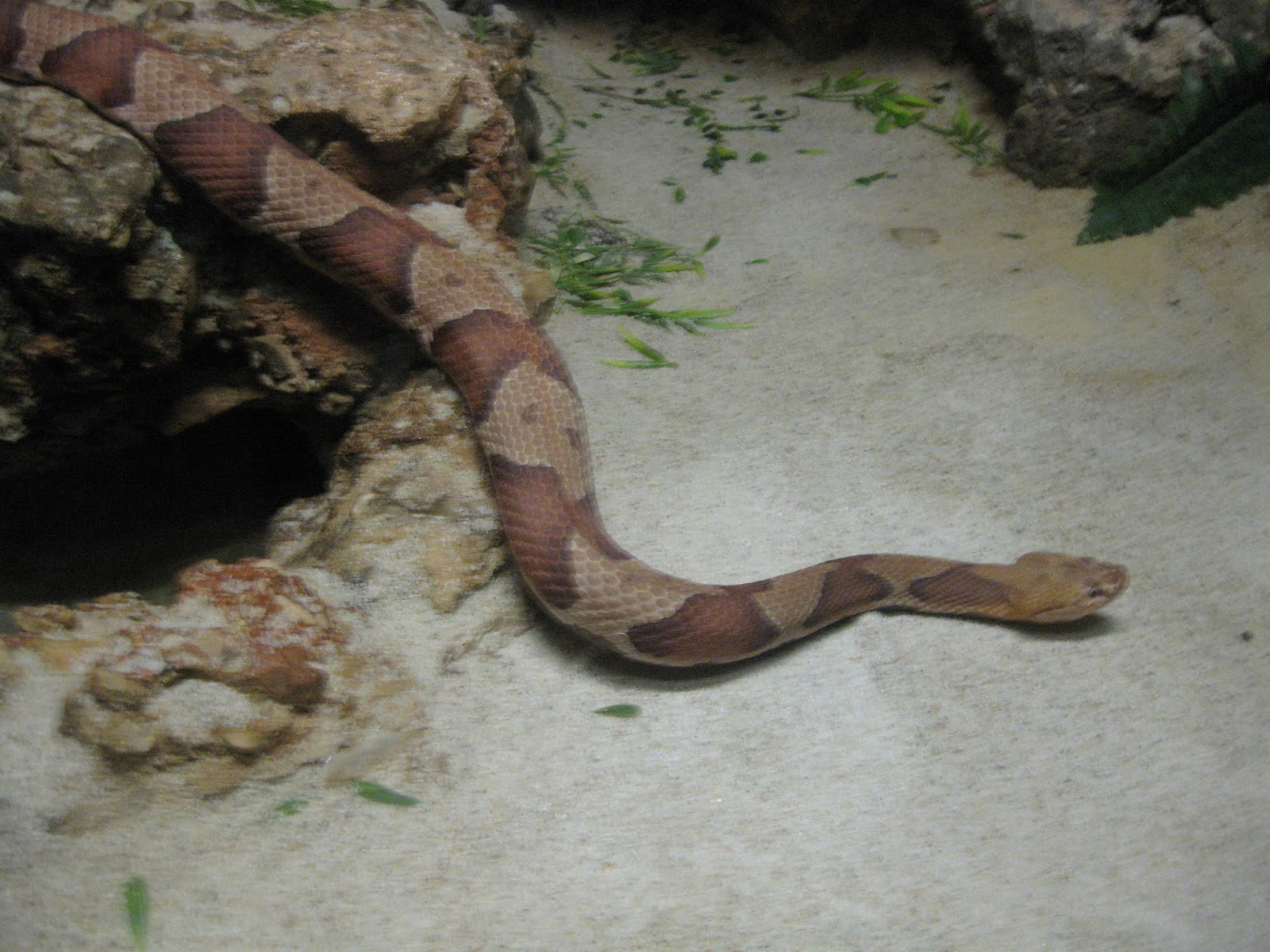 Serpenti, di tutto e di più