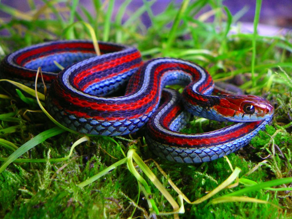 ANIMALS WORLD: MOST BEAUTIFUL SNAKES OF THE WORLD