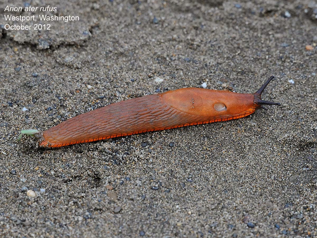 Northwest Nature Notes: THE PACIFIC NORTHWEST IS SLUG COUNTRY
