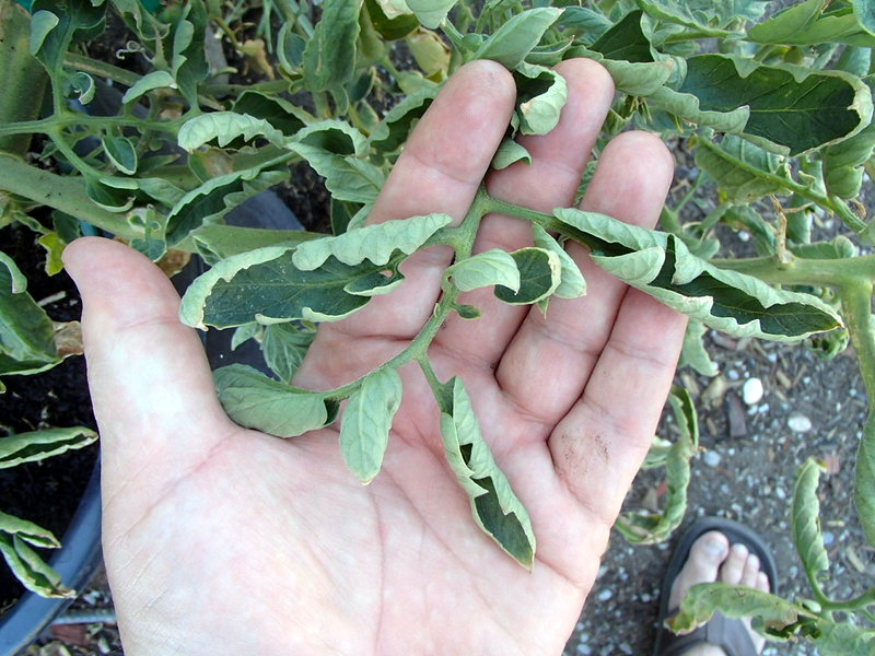 Xtremehorticulture of the Desert: Cupping or Rolling of Plant Leaves ...