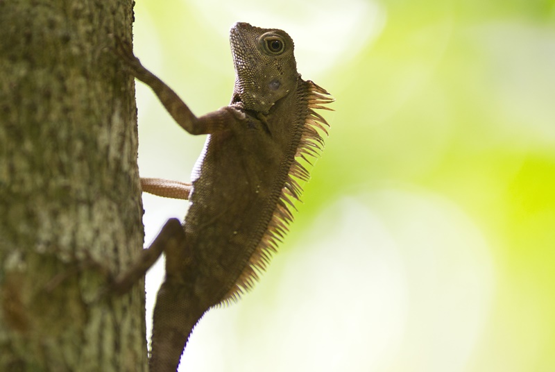 KBSnaturfoto: Borneo - tropisk regnskog