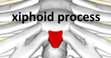 Xiphoid_process_.jpg