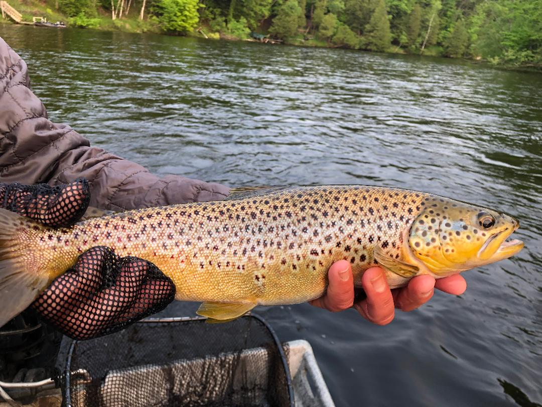 Still a few Drakes ...now big fat trout, bigger mayflies and perfect ...