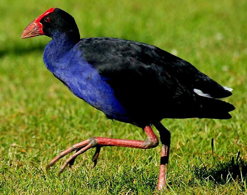The Flying Tortoise: The Pukeko Is Voted Bird Of The Year!