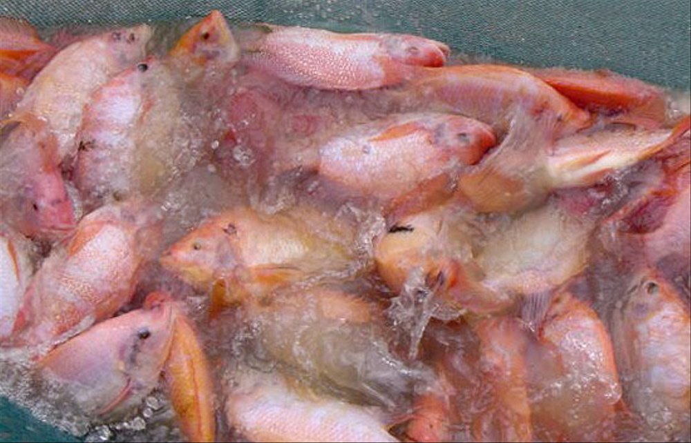 harga anak ikan talapia merah - Maria Rampling