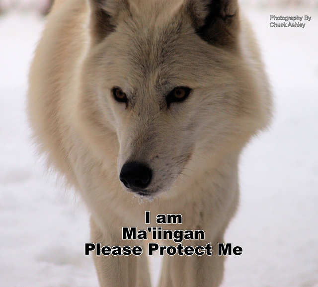 White Wolf : Saving the wolves: Michigan Indians fight wolf hunt