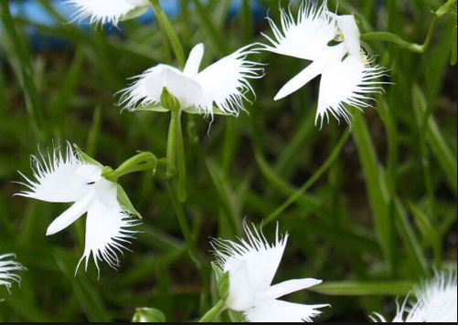24 Bunga Anggrek Indonesia Yang Indah Dan Mendunia