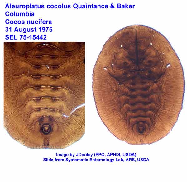 INSECTOS DE P.R. In Memoriam Dr Luis F Martorell y Dr Alain Liogier ,DR ...