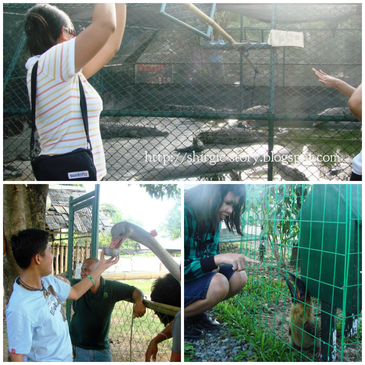 Activities You Can Do at Davao Crocodile Park