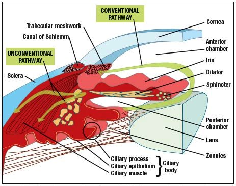 GLAUCOMA SPECIALIST BLOG: "THE GLOG"