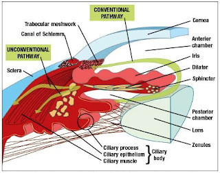 GLAUCOMA SPECIALIST BLOG: "THE GLOG"