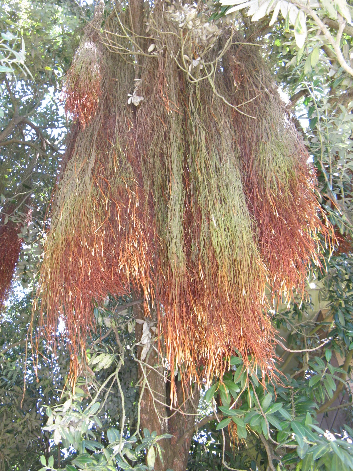Trees of Santa Cruz County: Metrosideros excelsa - New Zealand ...