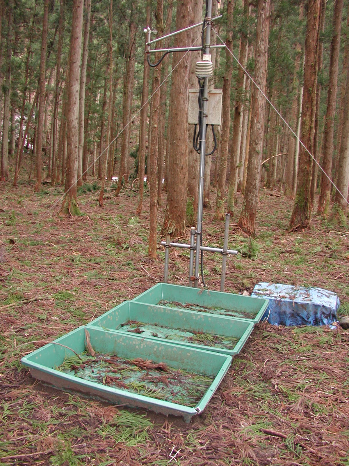 Takiya River, Niigata: Snow lysimeter runoff complete