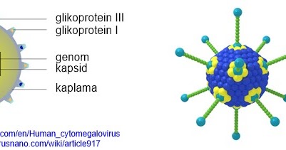 Prof. Dr. Bilsen Beşergil: Kapsid (capsid)