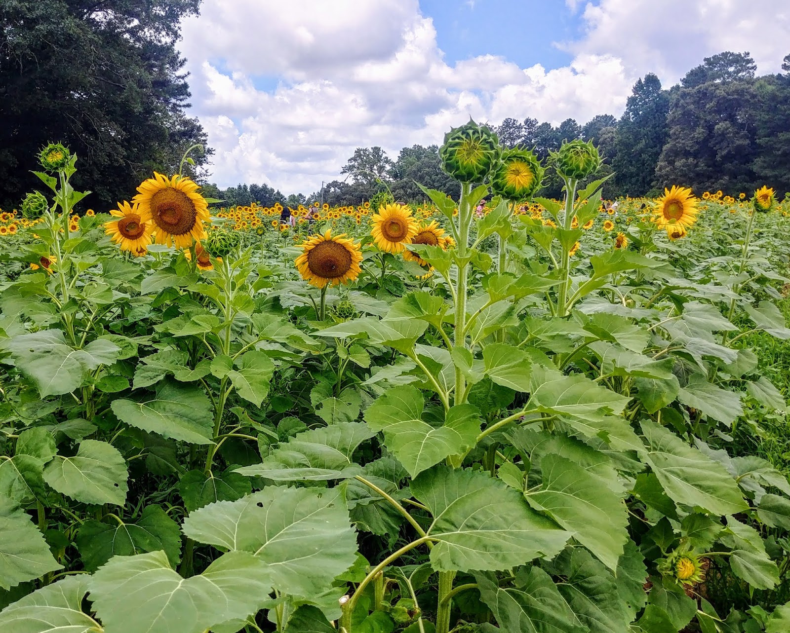 Another Mile Another Destination Blog: Anderson’s Sunflower Farm ...