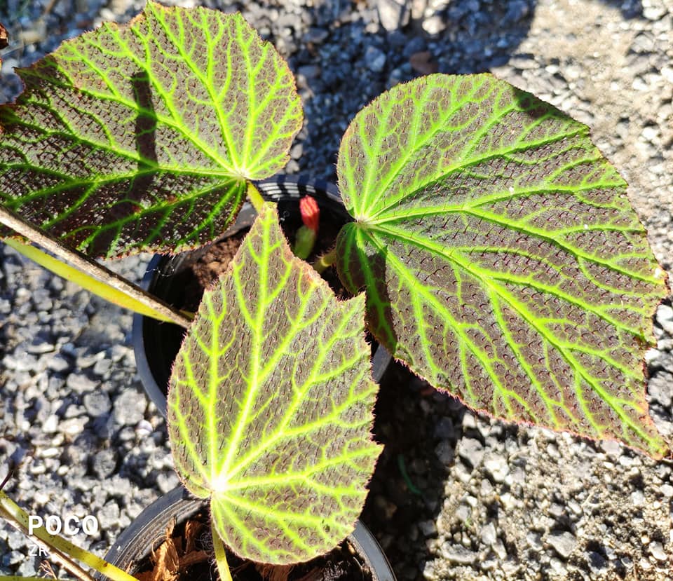 Garden Chronicles of James David: Begonia Chloroneura