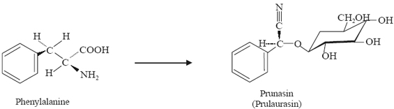 Biosynthesis of Cyanogenetic Glycosides