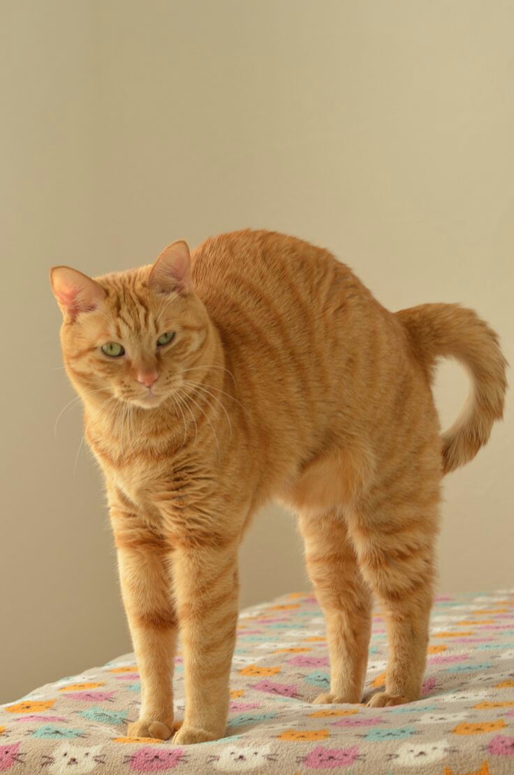 Beautiful golden cats