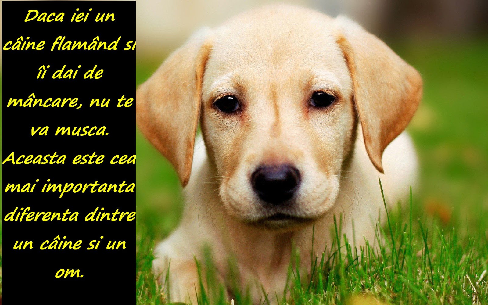 VORBE SI PROVERBE DIN TOATA LUMEA: citat despre caini