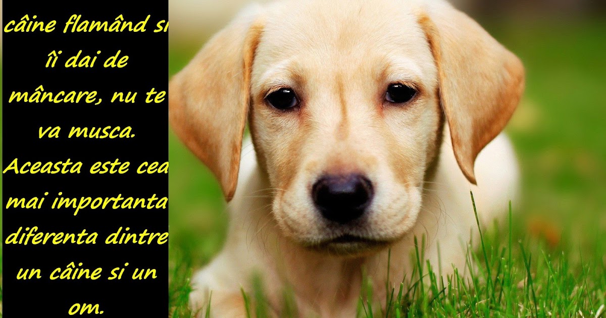 VORBE SI PROVERBE DIN TOATA LUMEA: citat despre caini