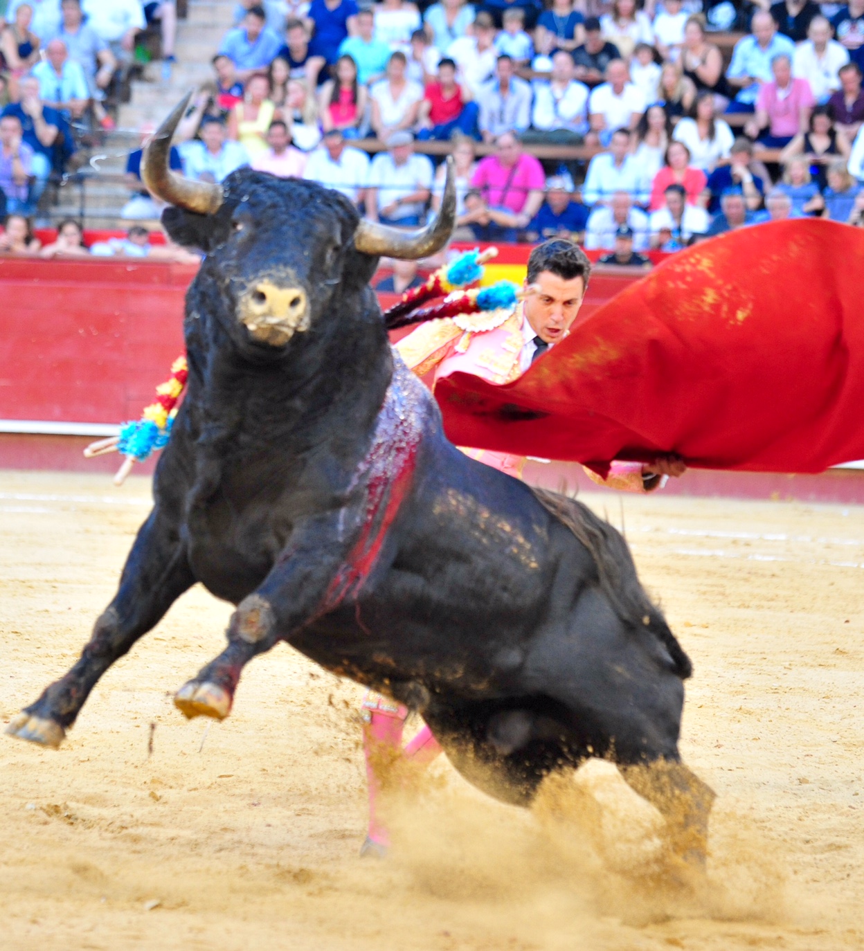 Asociación Toreo en Red Hondo