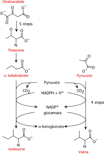 Getting to Know Your Amino Acids: Valine