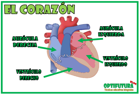 El corazón [Ciencias Naturales] ~ Optifutura