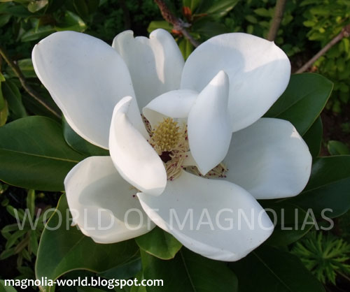 WORLD OF MAGNOLIAS: Magnolia grandiflora