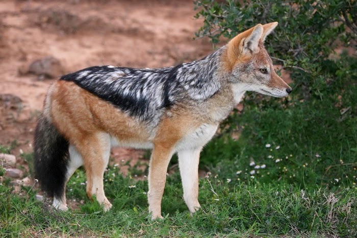 Jackal Animals | Amazing Facts & Latest Pictures | The Wildlife