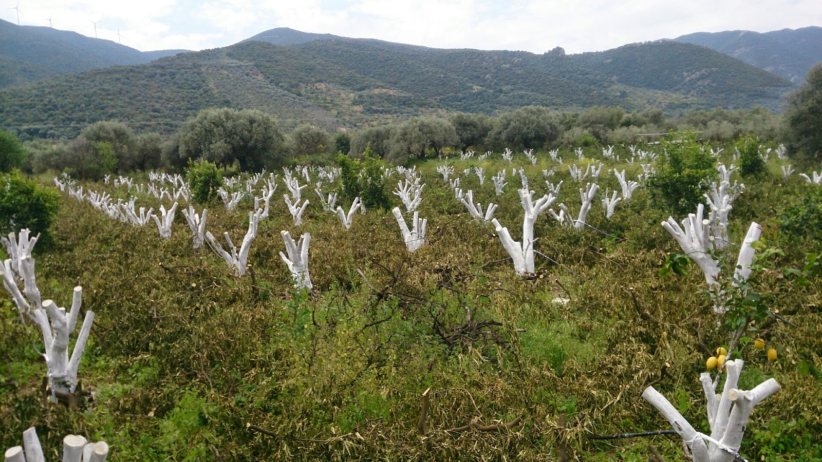 ΔΙΑΦΟΡΑ ΕΥΧΑΡΙΣΤΑ ΚΑΙ ΜΗ: Γυρος Αργολιδας 25/4/15 400χλμ το μαρτυριο ...