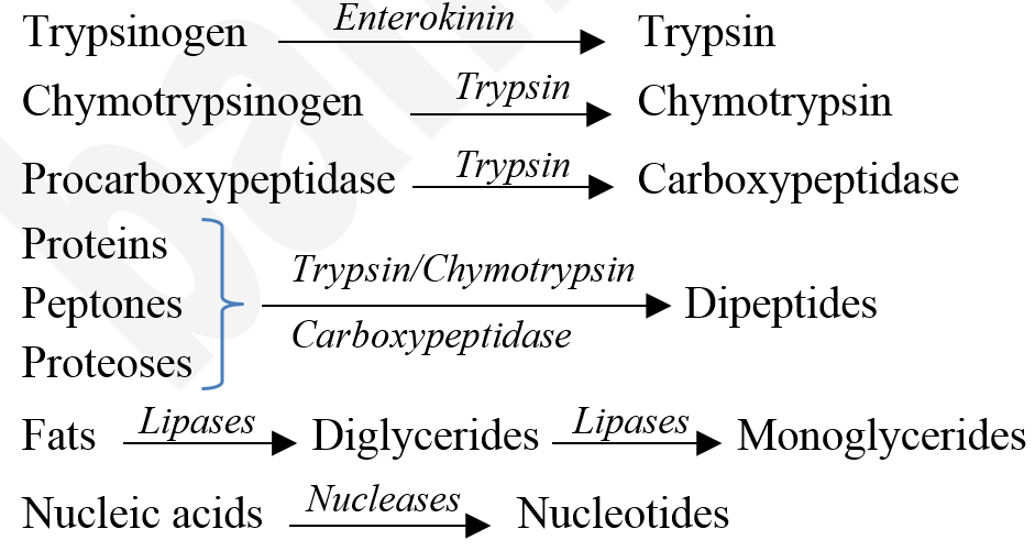 Digestion and Absorption - Notes | Class 11 | Part 3: Digestion and ...