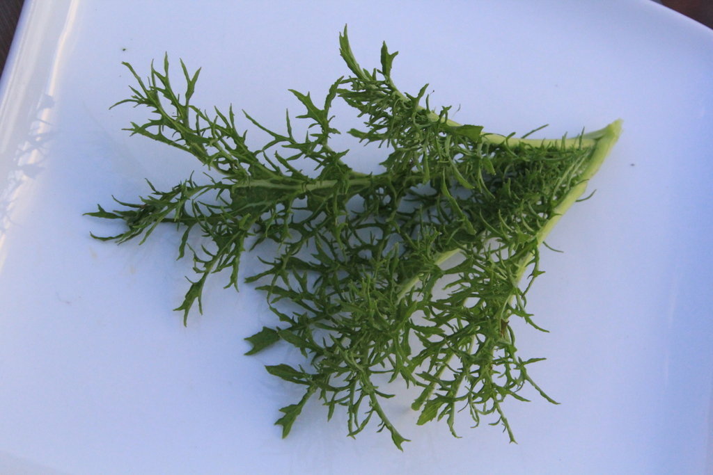 Seminte si plante de gradina hobby: Mustar oriental Wasabi-na