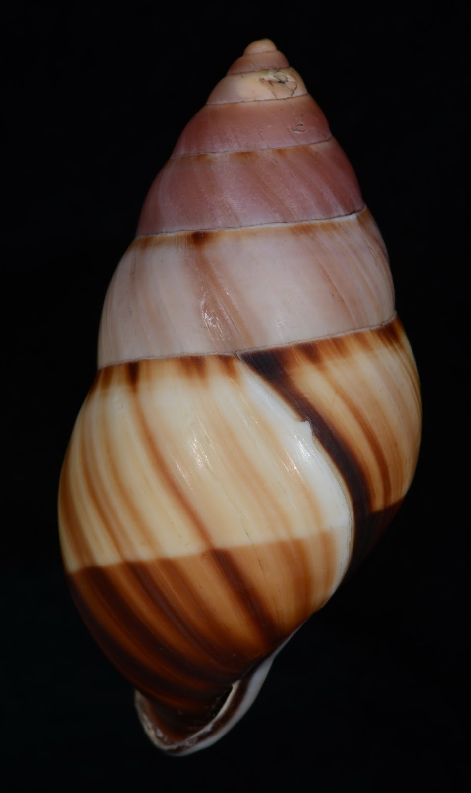 Dr. Lee's Gallery Museum: Amphidromus inversus annamiticus 51.78mm ...