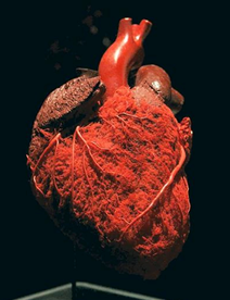 INTERESTING FACTS ABOUT HUMAN HEART | MEDICAL TODAY