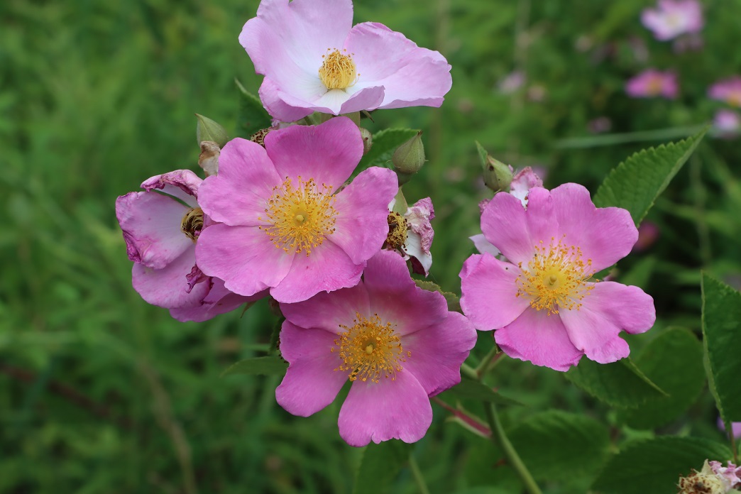 Michigan Exposures: Some Wild Roses